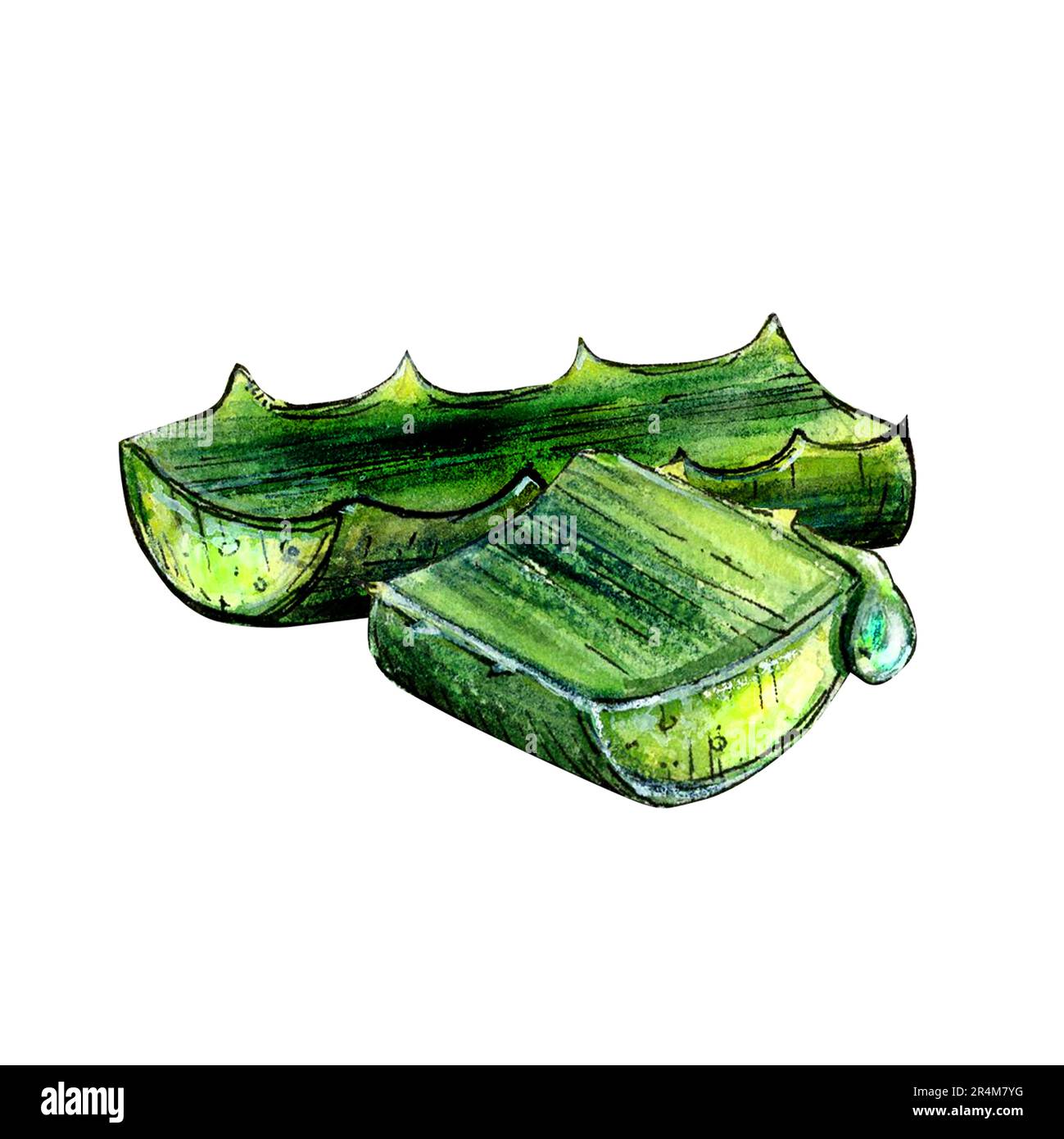 Aloe Vera Leaf Drawing