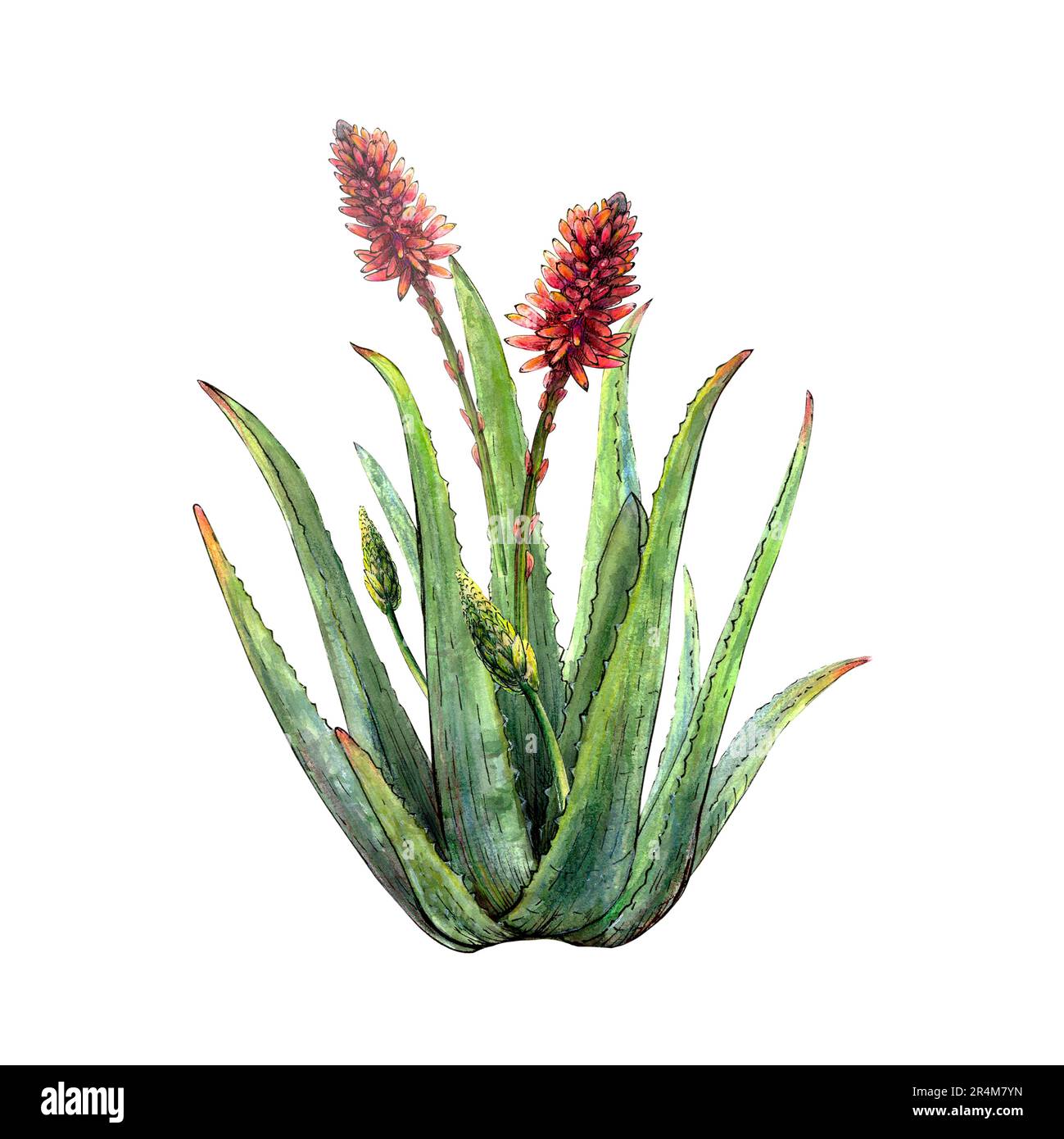Watercolor botanical drawing of aloe vera plant with stems, leaves ...