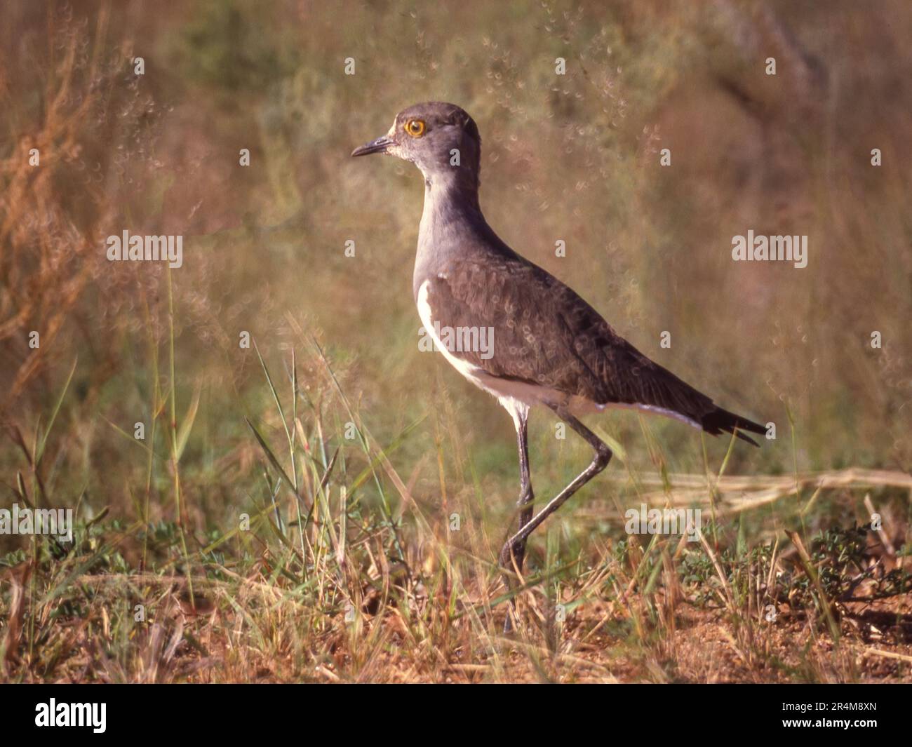 Black winged lapwing hi-res stock photography and images - Alamy