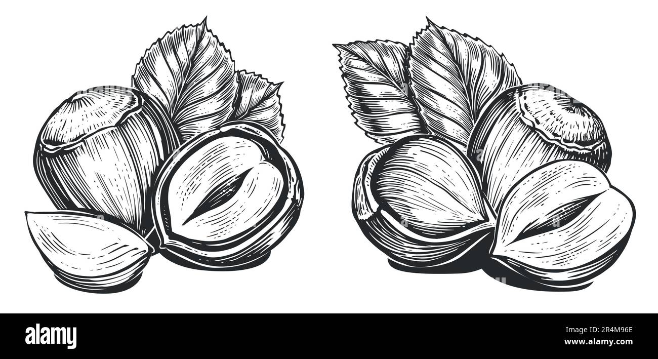 Hazelnuts isolated on white. Filberts with leaves. Nuts food sketch ...