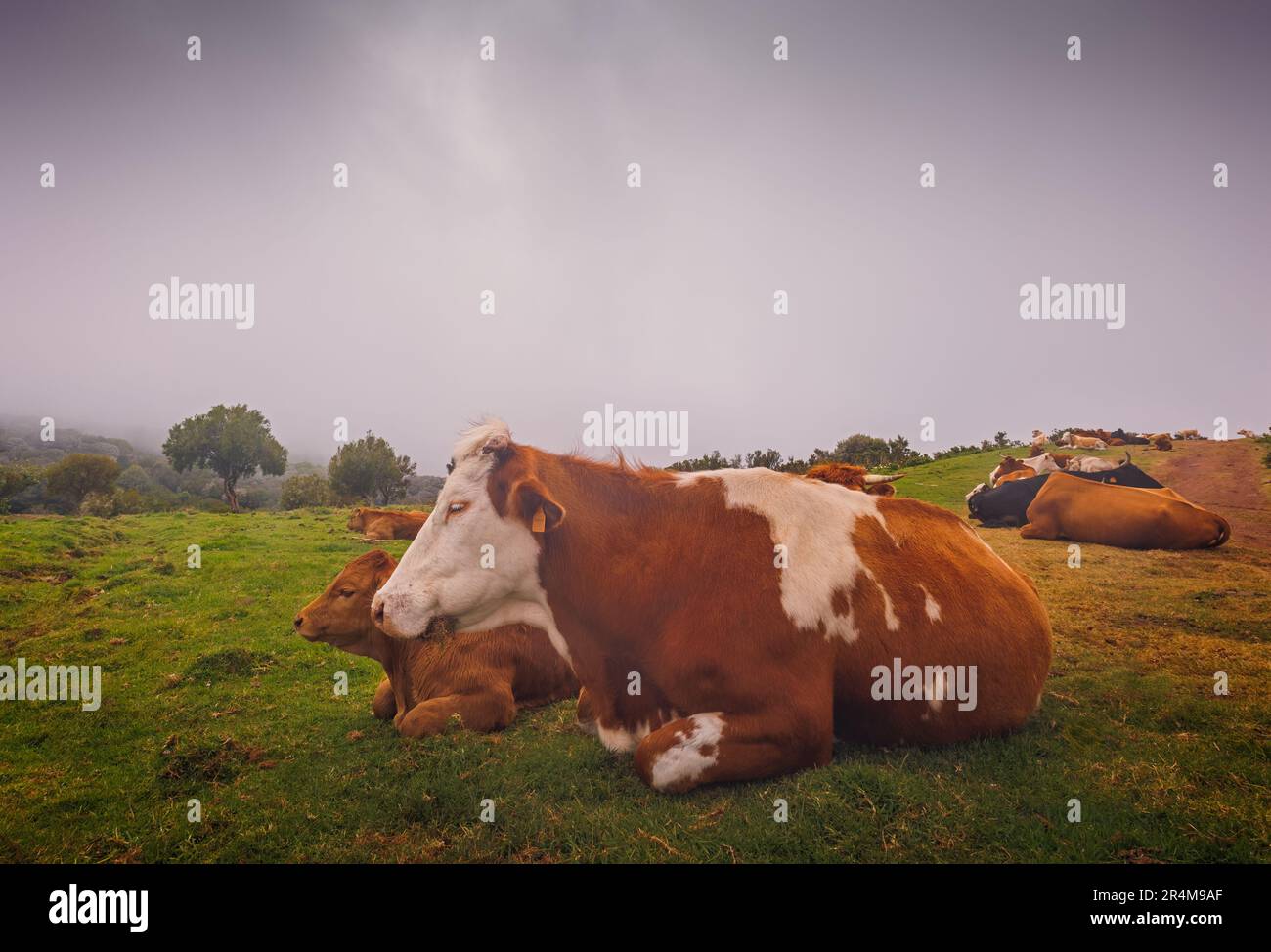 Cow in the Fields Of Madeira Island Stock Photo - Alamy