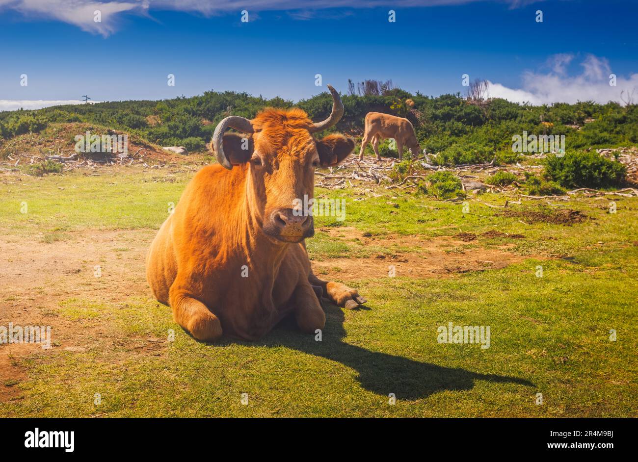 Cow in the Fields Of Madeira Island Stock Photo - Alamy