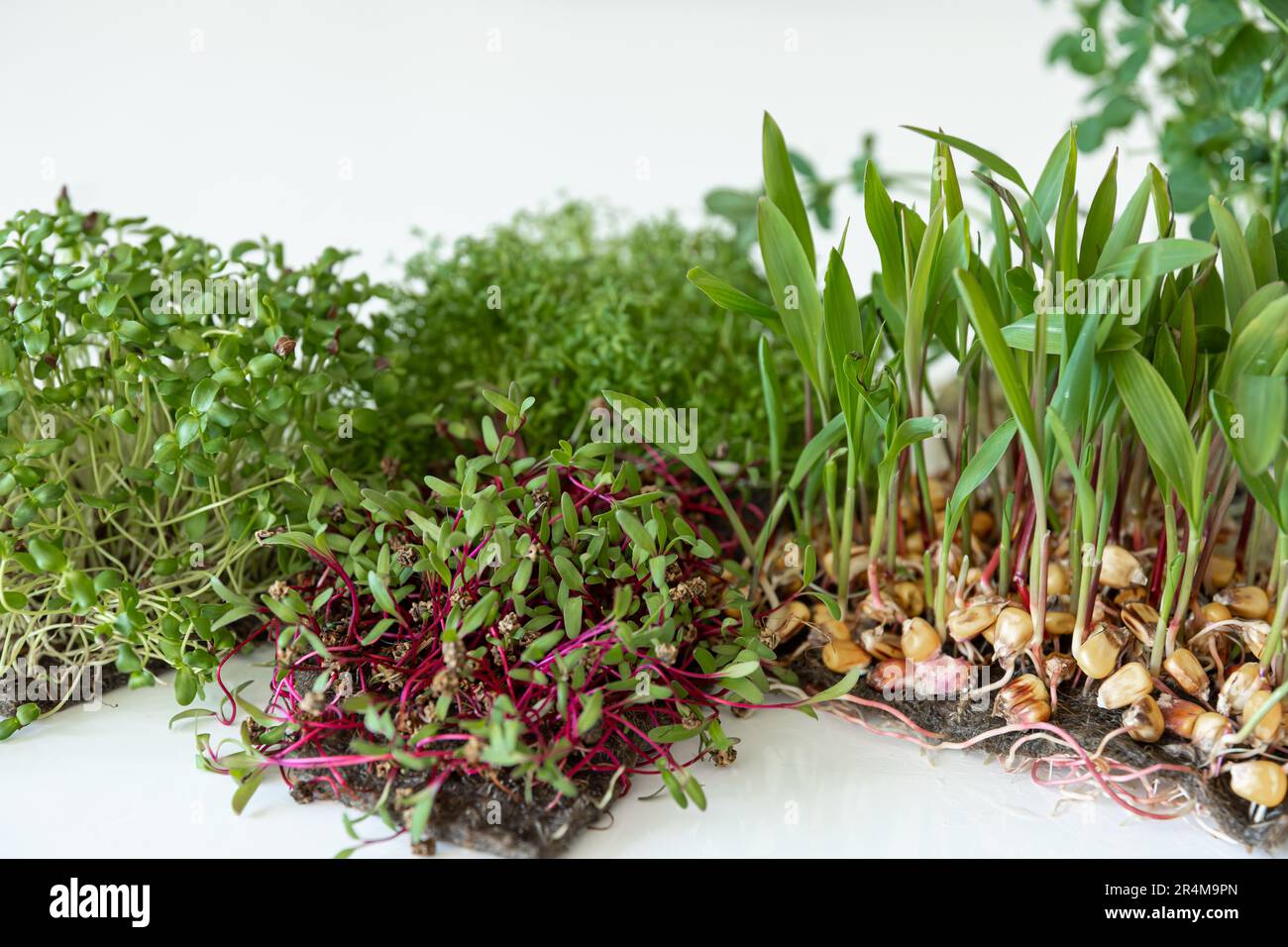 Microgreens with seeds and roots. Germination of microgreens Stock ...