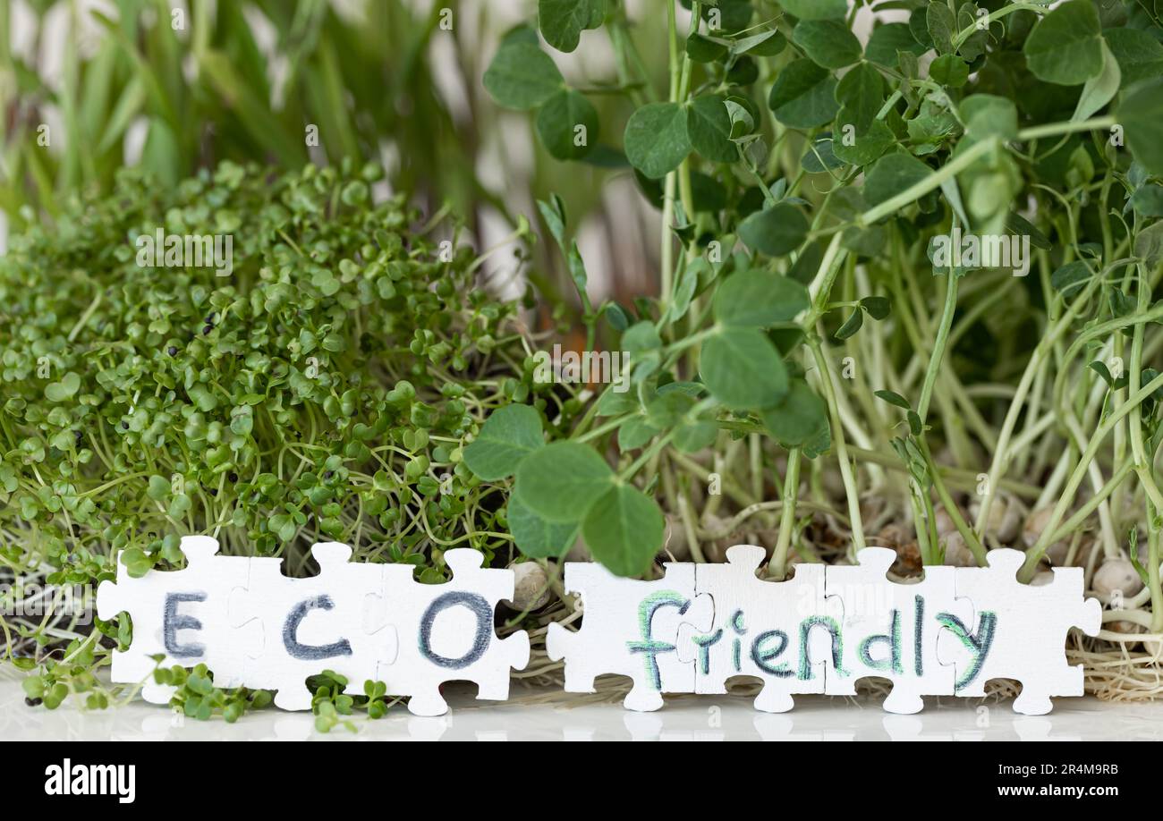 Germination of microgreens. Germination of seeds at home Stock Photo ...
