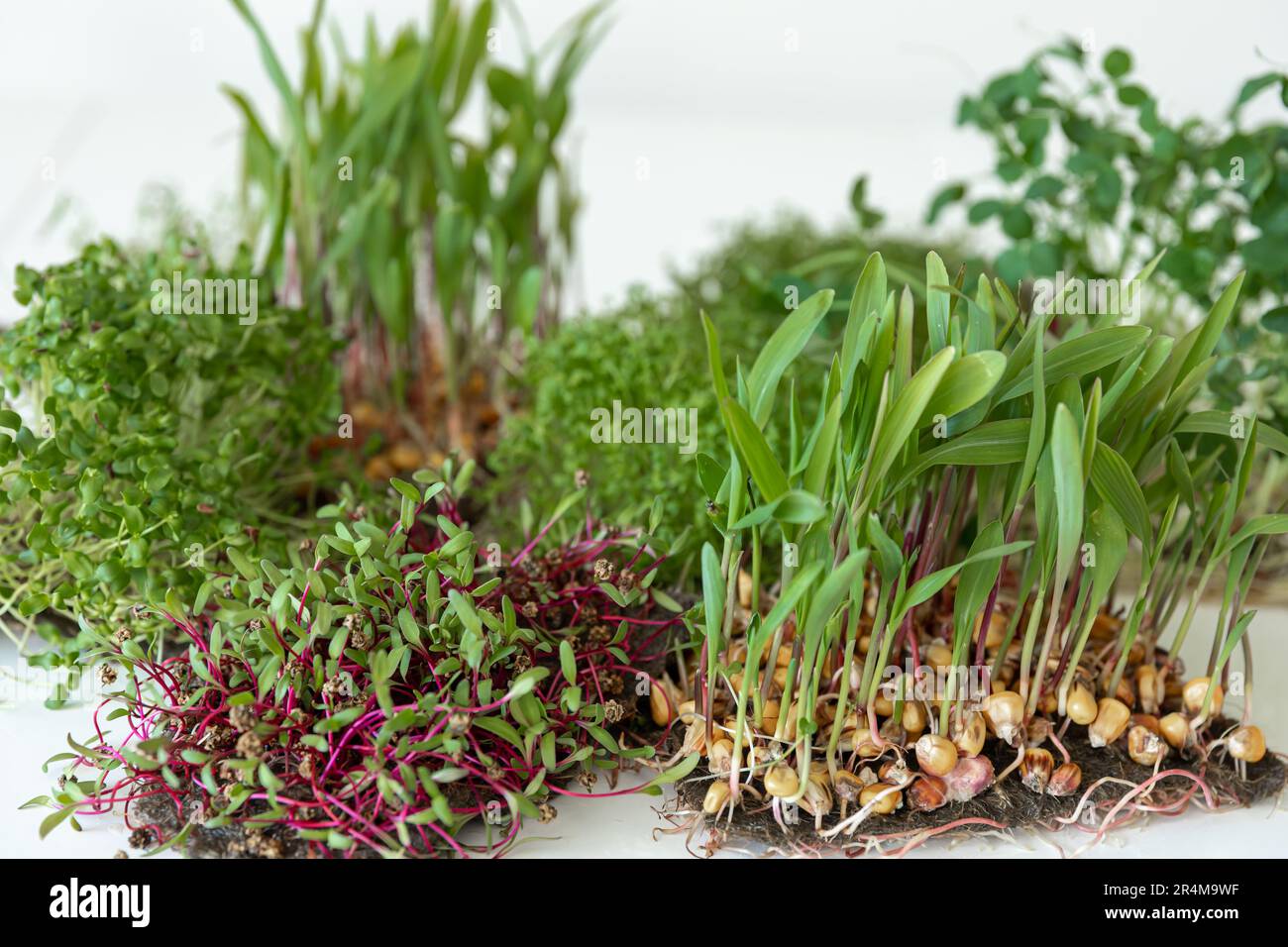 Microgreens with seeds and roots. Germination of microgreens Stock ...