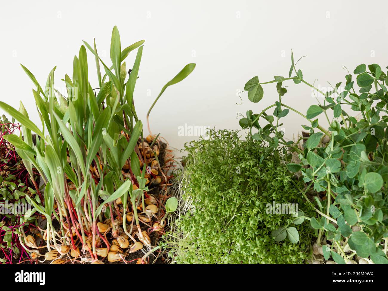 Microgreens with seeds and roots. Germination of microgreens Stock ...