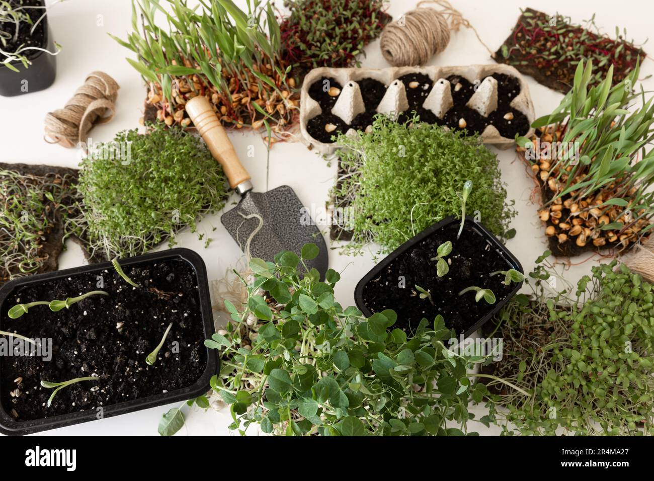 Germination of microgreens. Germination of seeds at home Stock Photo ...