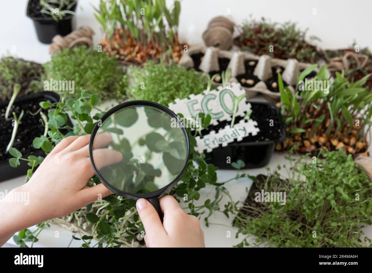 Germination of microgreens. Germination of seeds at home Stock Photo ...