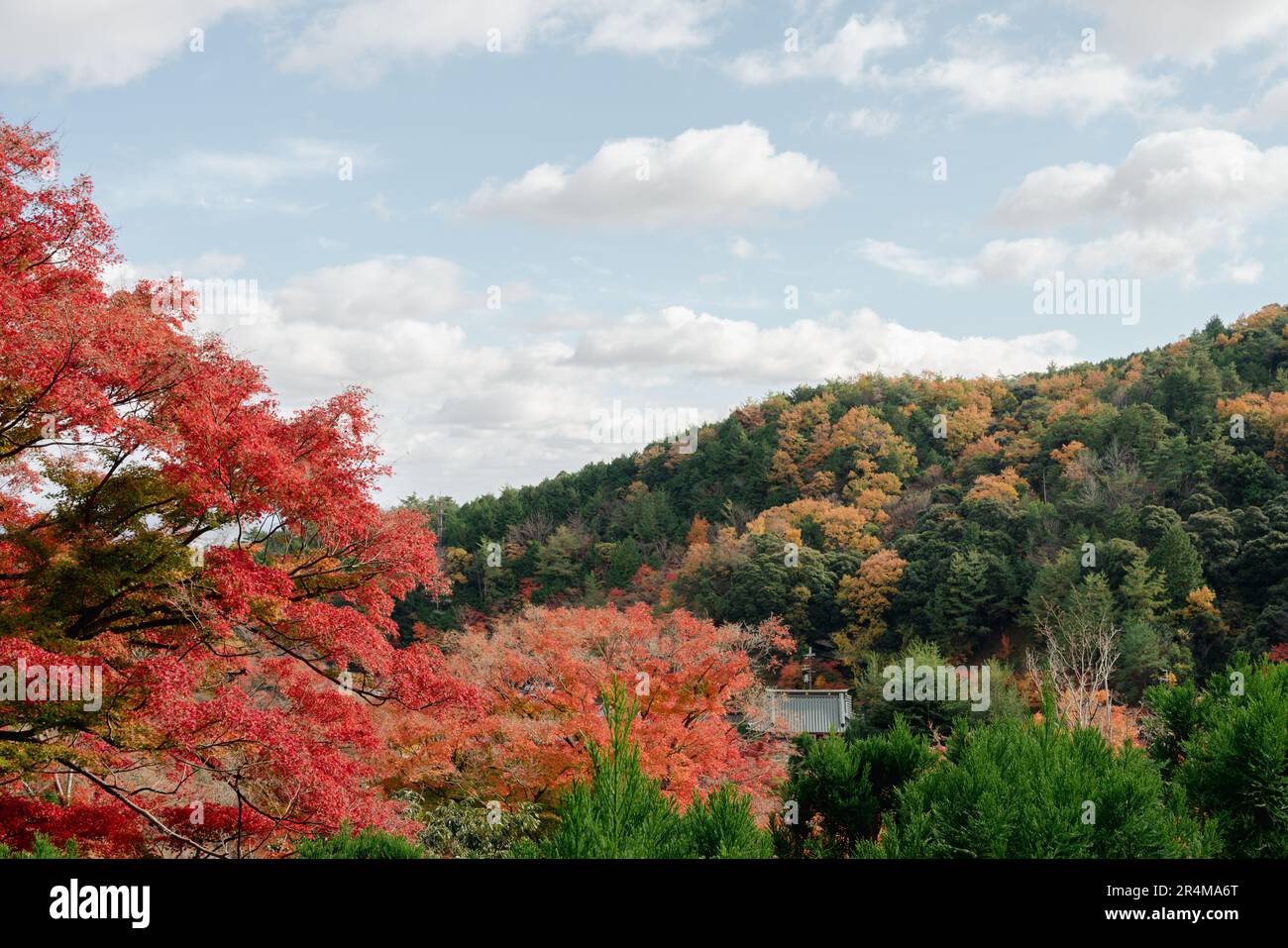 Katsuo-ji temple autumn forest mountain in Minoh, Osaka, Japan Stock ...