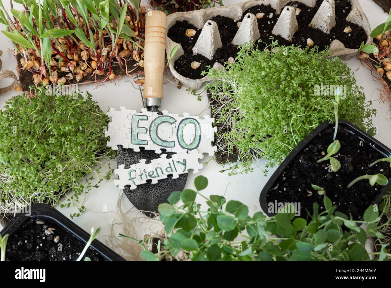 Germination of microgreens. Germination of seeds at home Stock Photo ...