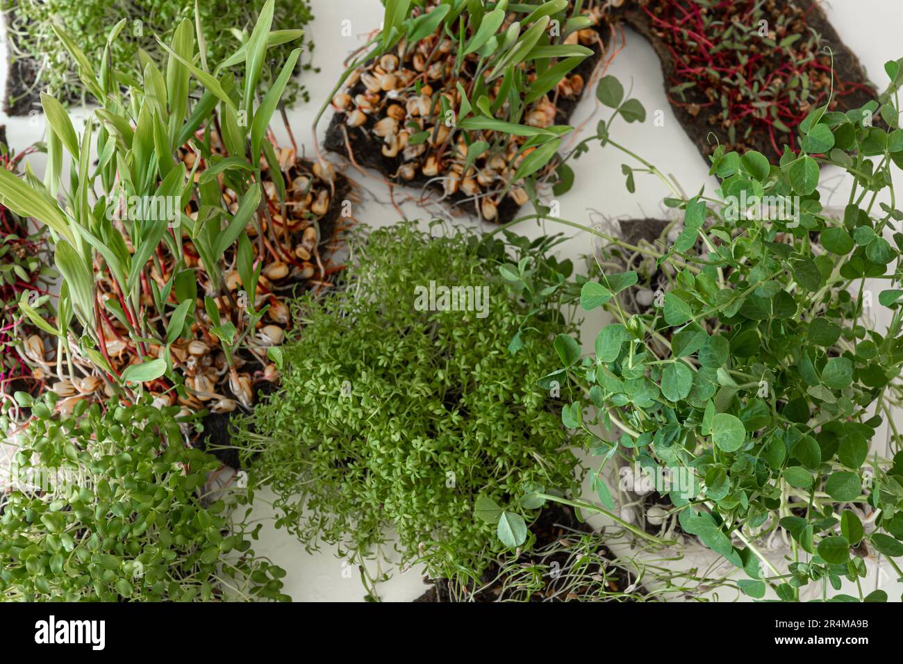 Microgreens with seeds and roots. Germination of microgreens Stock ...