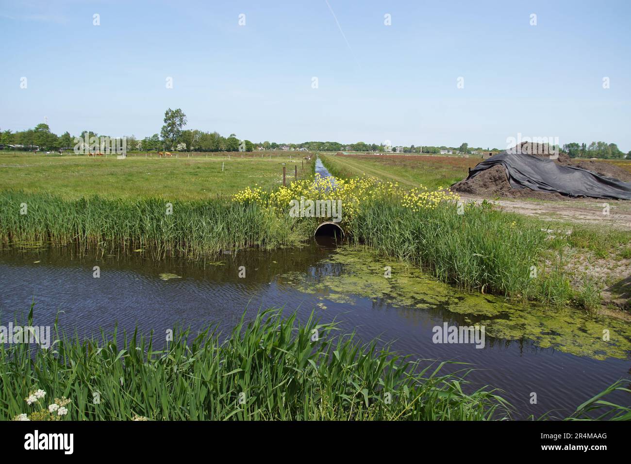 Pasture landscape in the Netherlands. Ditches, flowering rapeseed. Pile ...