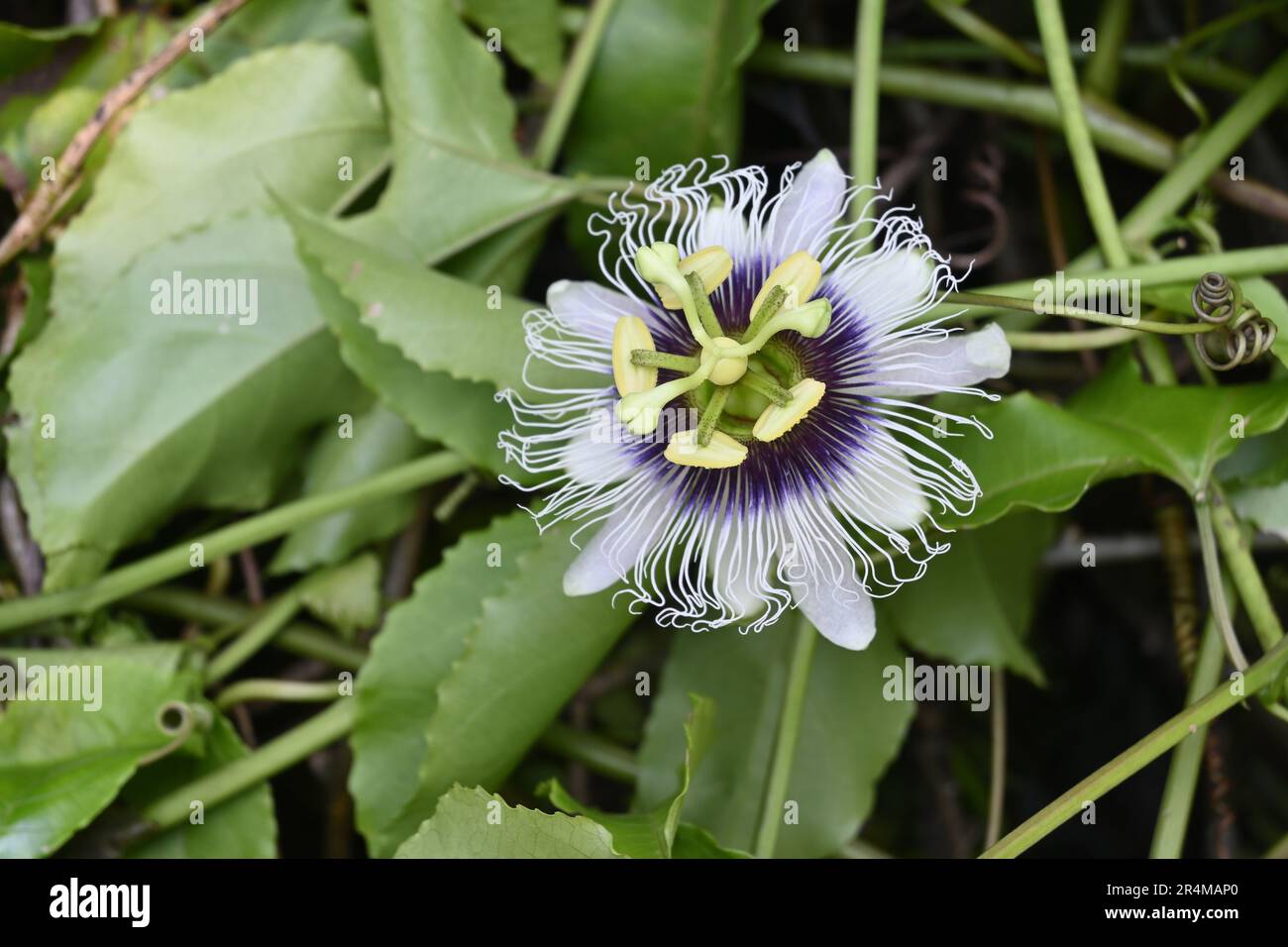 Passiflora edulis flower hi-res stock photography and images - Alamy
