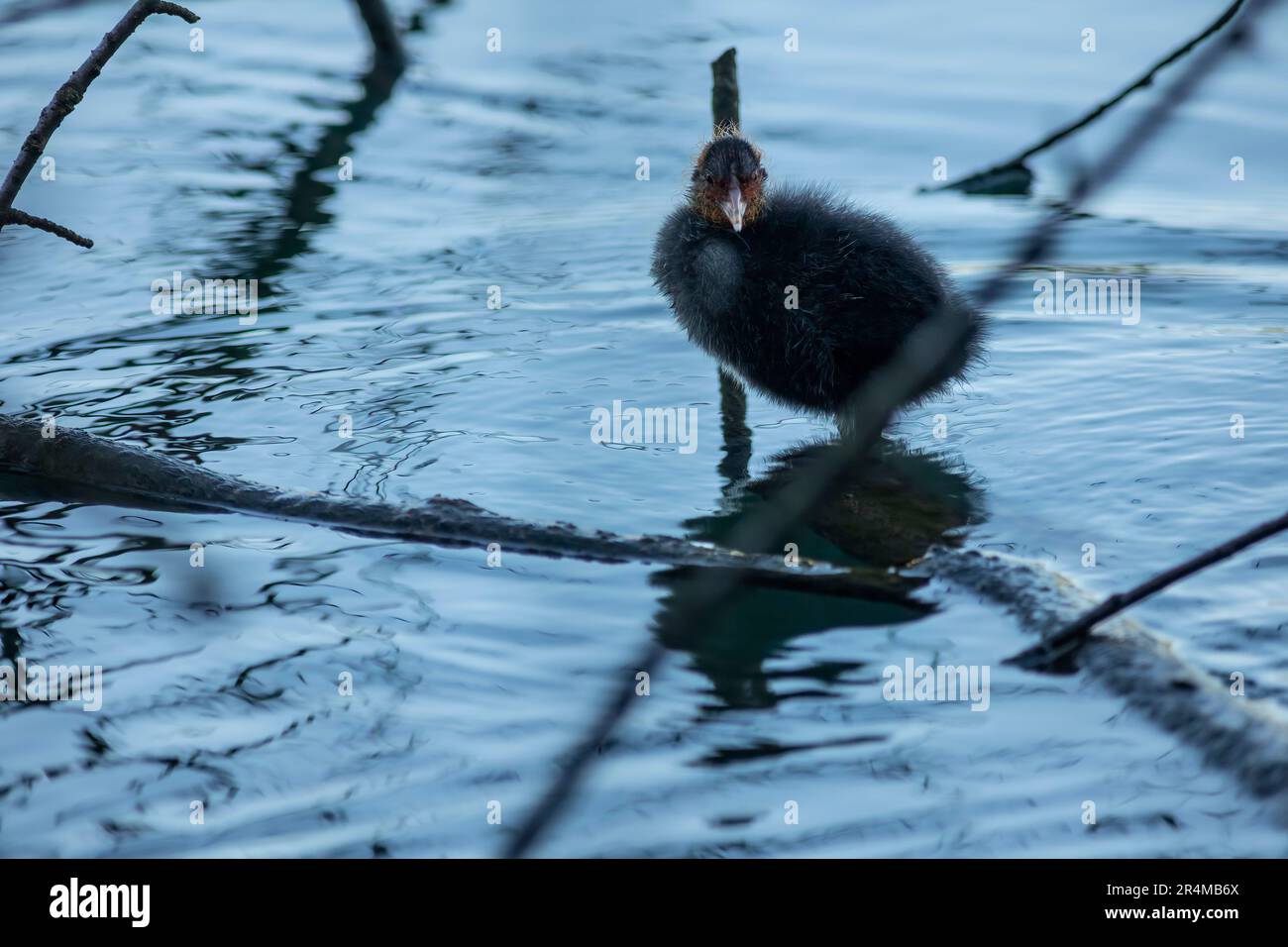 The Eurasian coot (Fulica atra), also known as the common coot, or ...