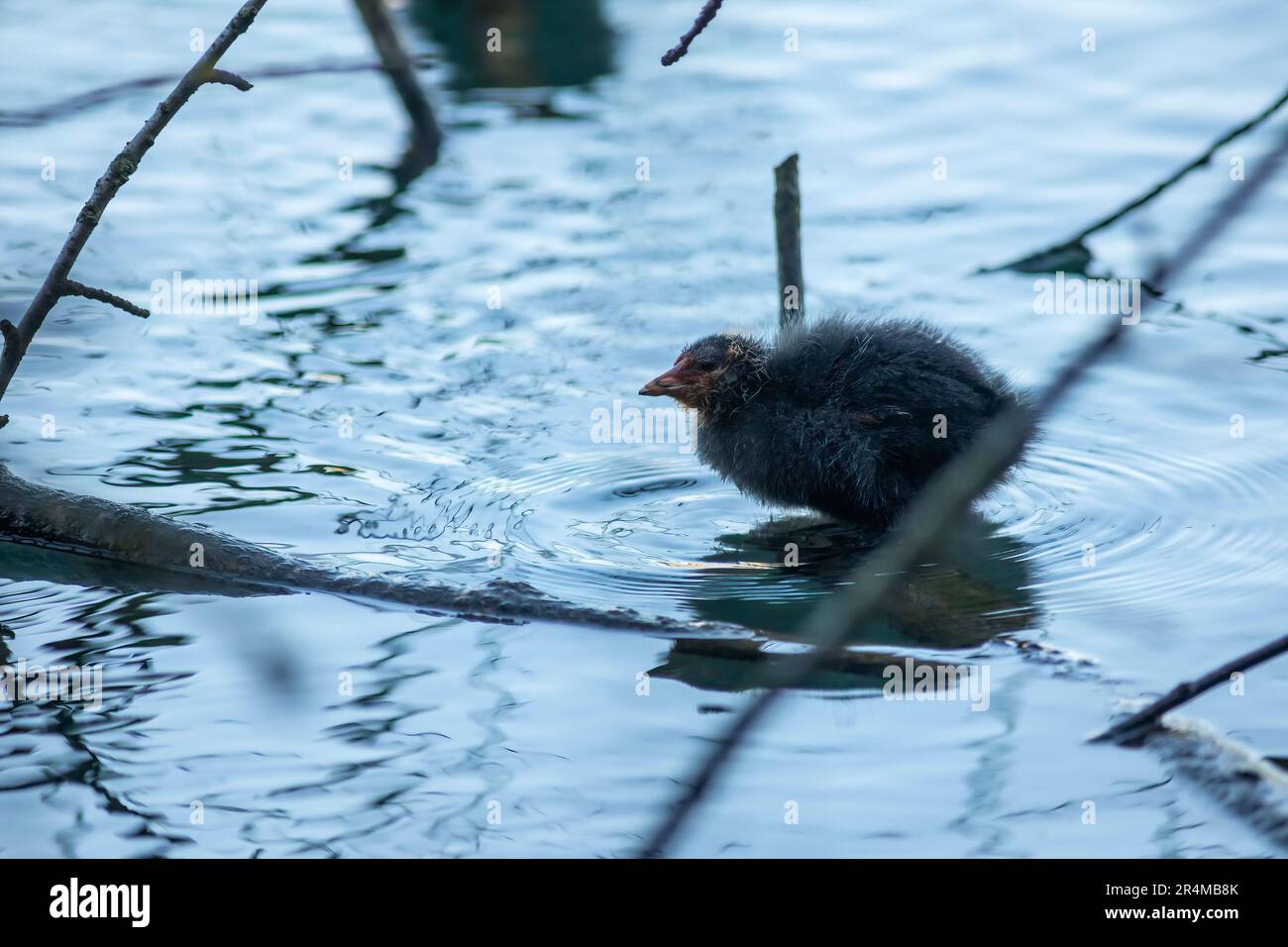 The Eurasian coot (Fulica atra), also known as the common coot, or ...