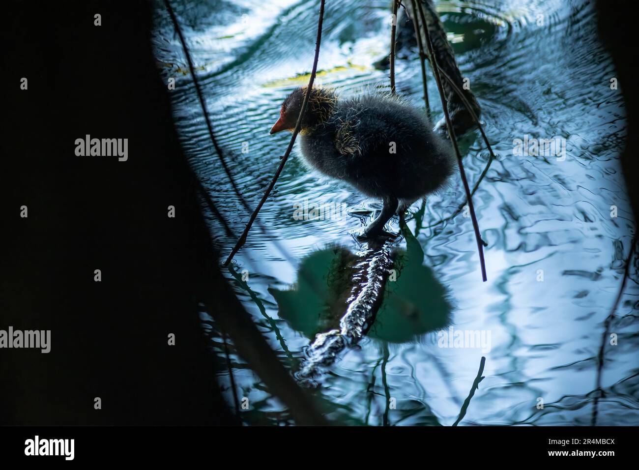 The Eurasian coot (Fulica atra), also known as the common coot, or ...