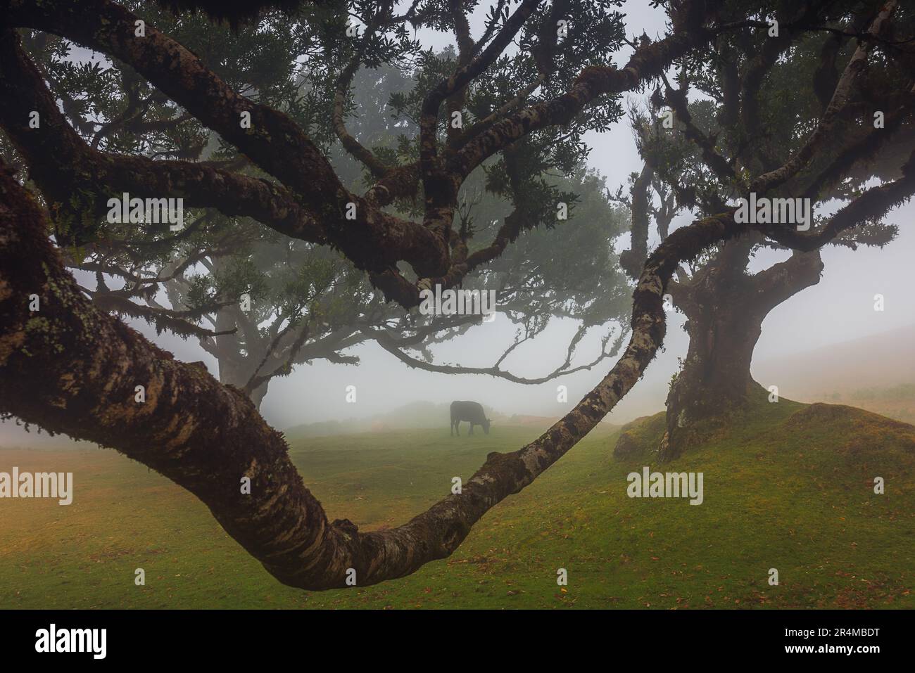 Cow in 4k hi-res stock photography and images - Alamy