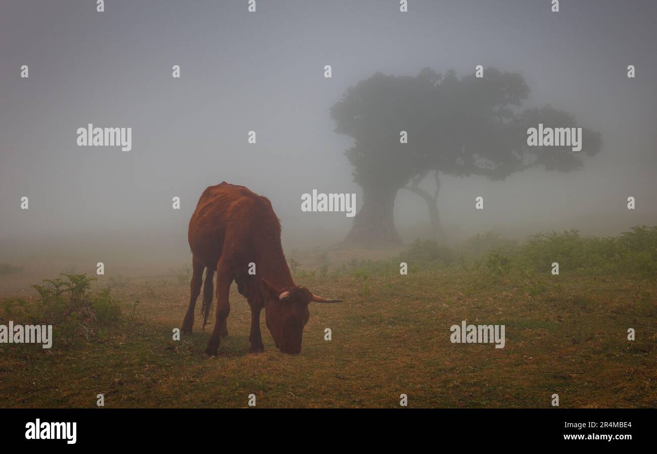 Cow in the foggy fields Of Madeira Island, Fanal forest Stock Photo - Alamy