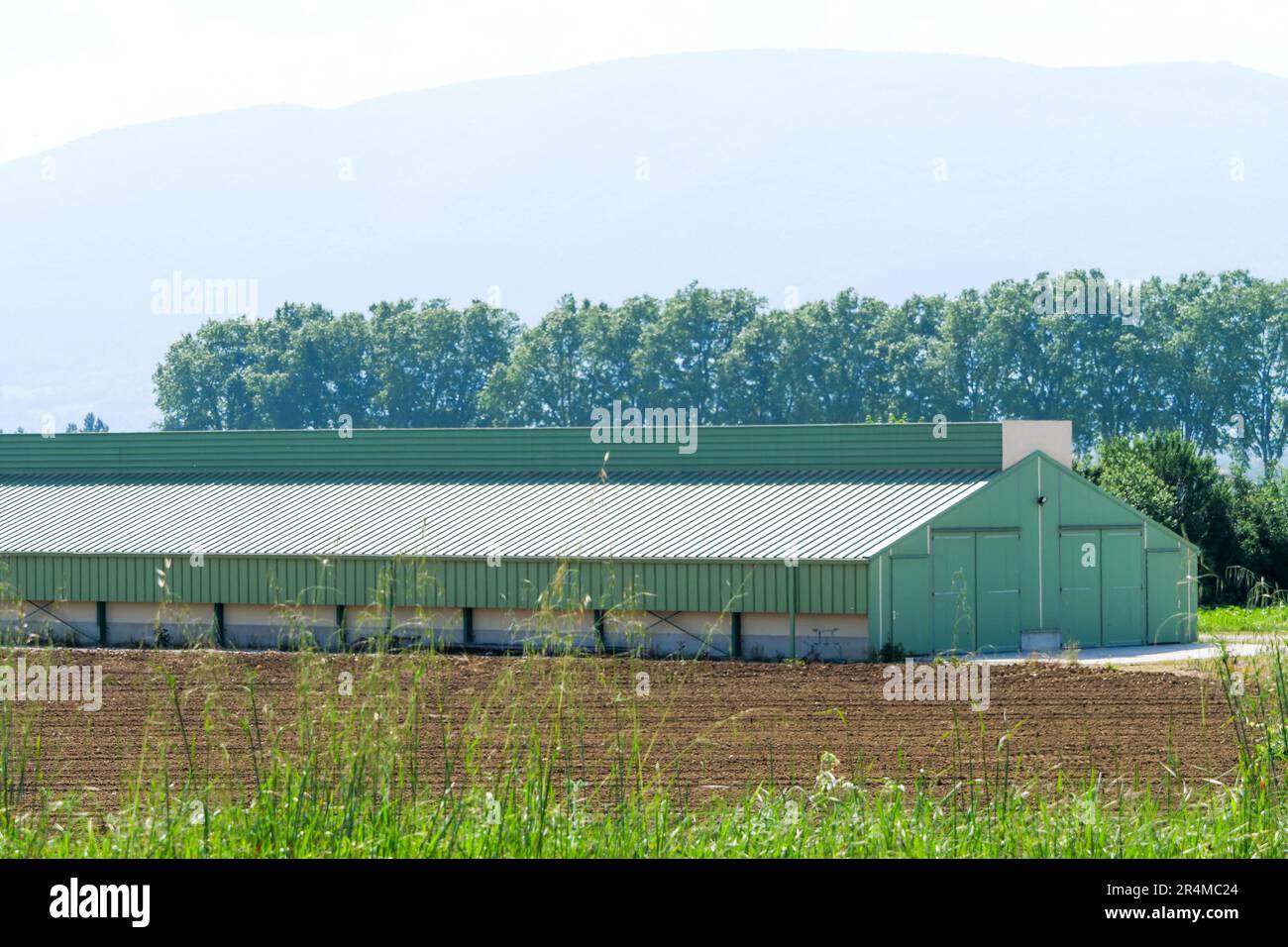 Pig breeding, Drôme, France Stock Photo - Alamy