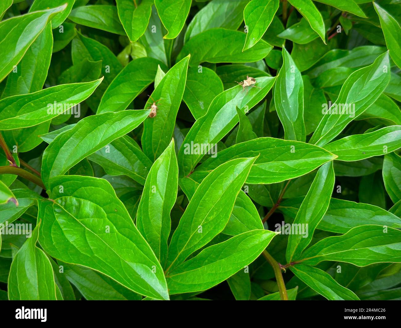Green Leaves texture background wallpaper Stock Photo - Alamy