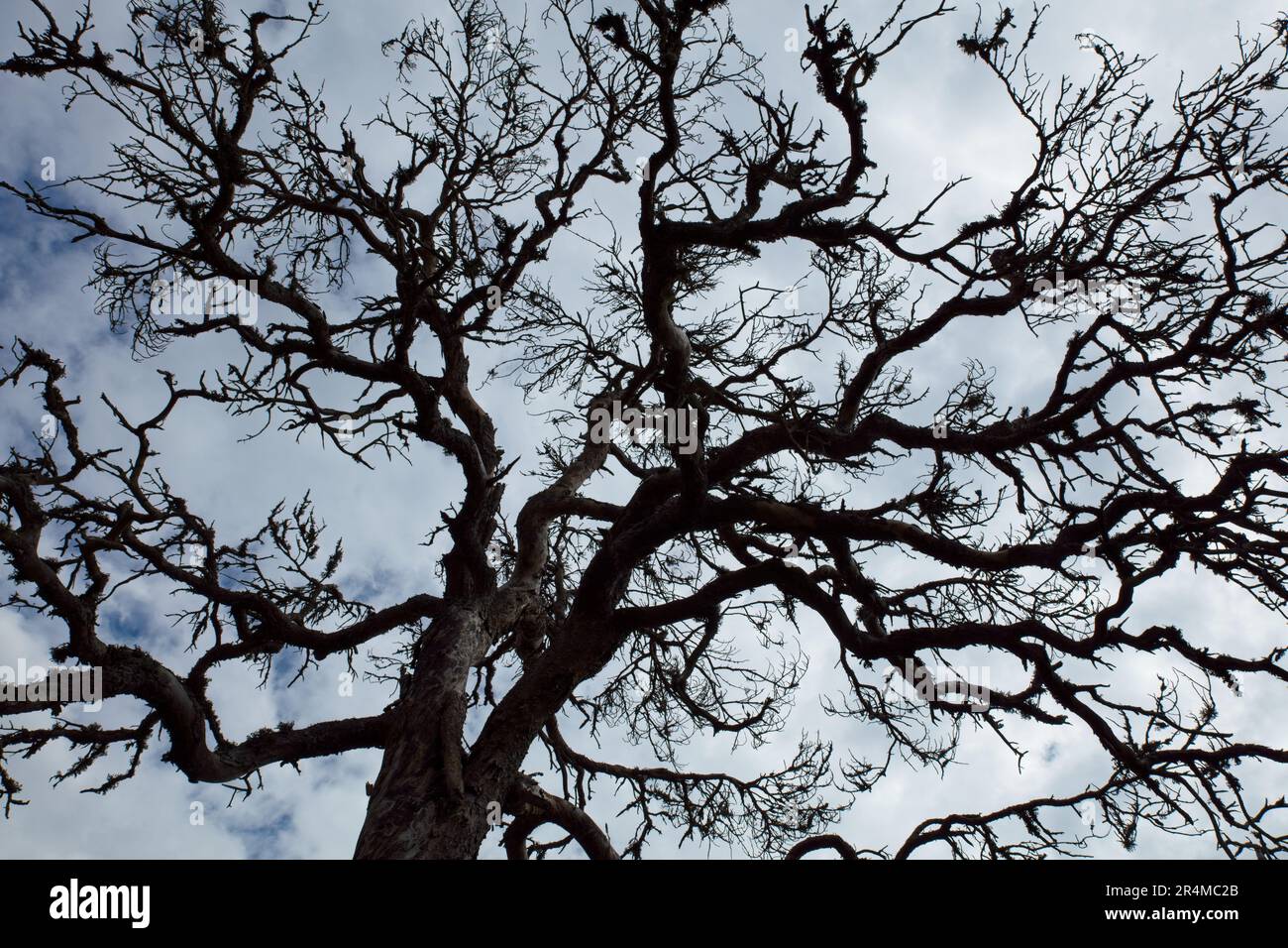 Spring tree and leafless branches Stock Photo - Alamy