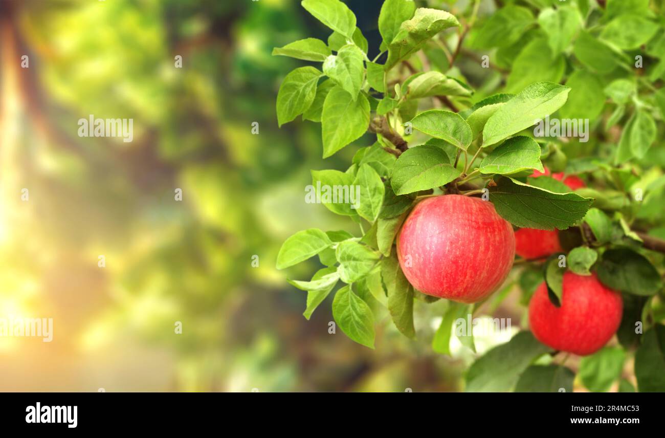 Horizontal banner with apple tree on sunny background. Ripe red apples hanging from a tree ...