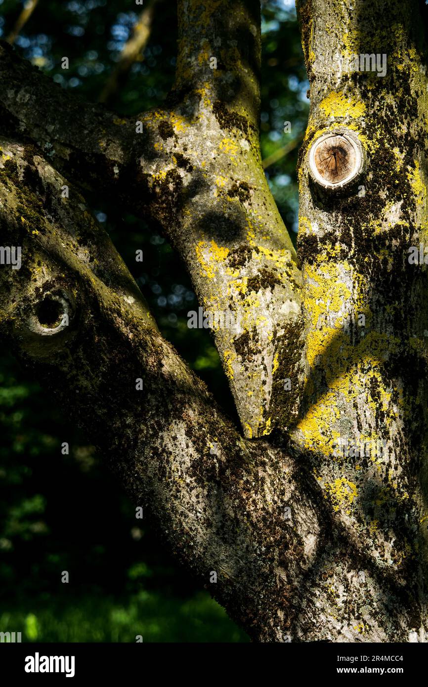 Tree with a human face, Drôme, France Stock Photo - Alamy