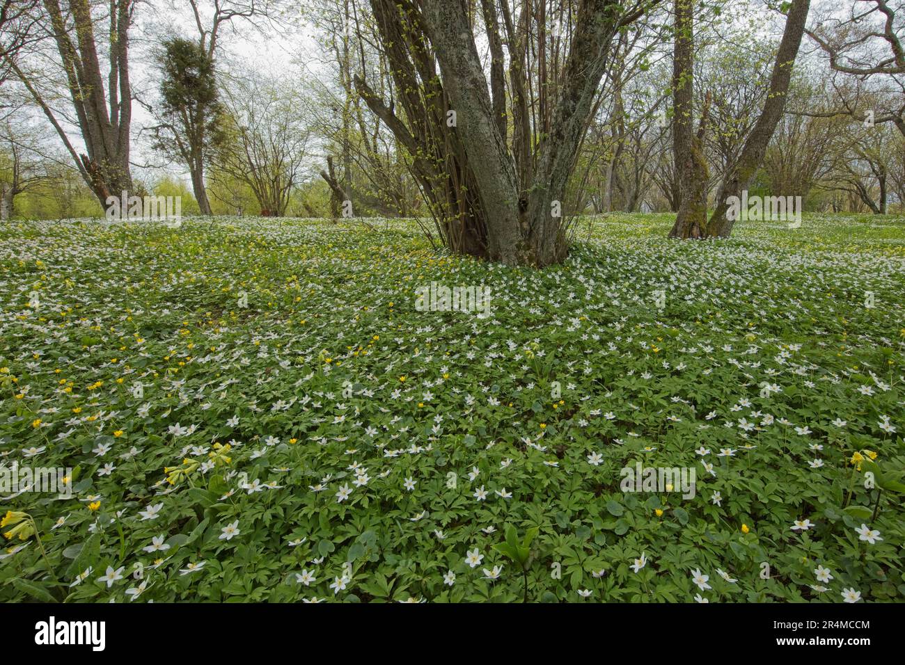 Blooming field of yellow wood anemone (Anemone nemorosa) in spring ...