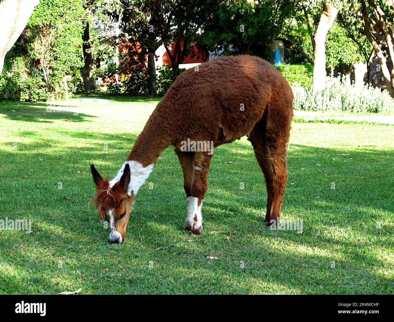 Lama in Nazca city in Peru Stock Photo - Alamy