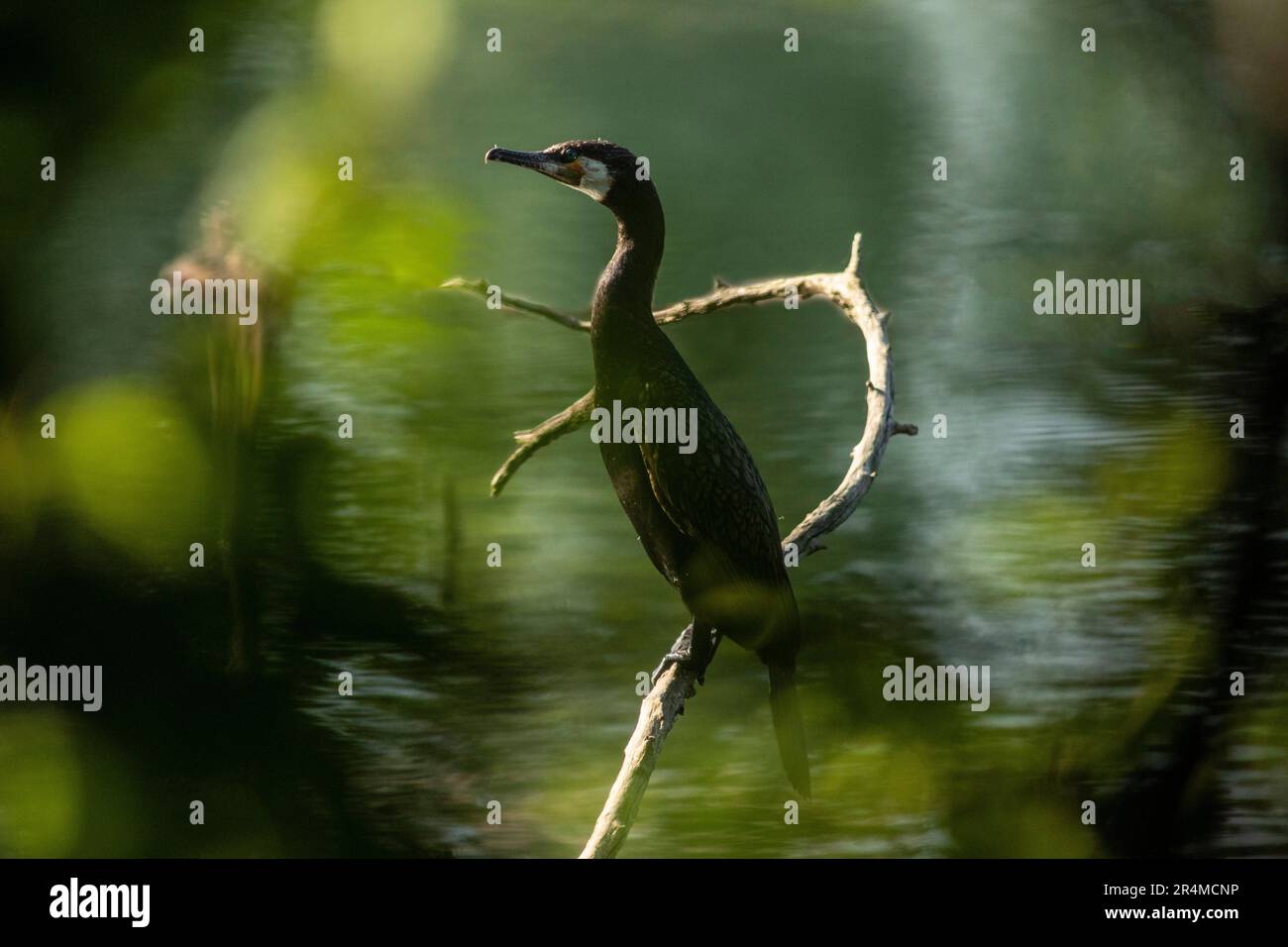 The great cormorant (Phalacrocorax carbo), known as the black shag or ...