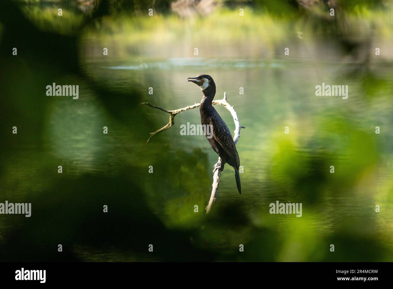 The great cormorant (Phalacrocorax carbo), known as the black shag or ...