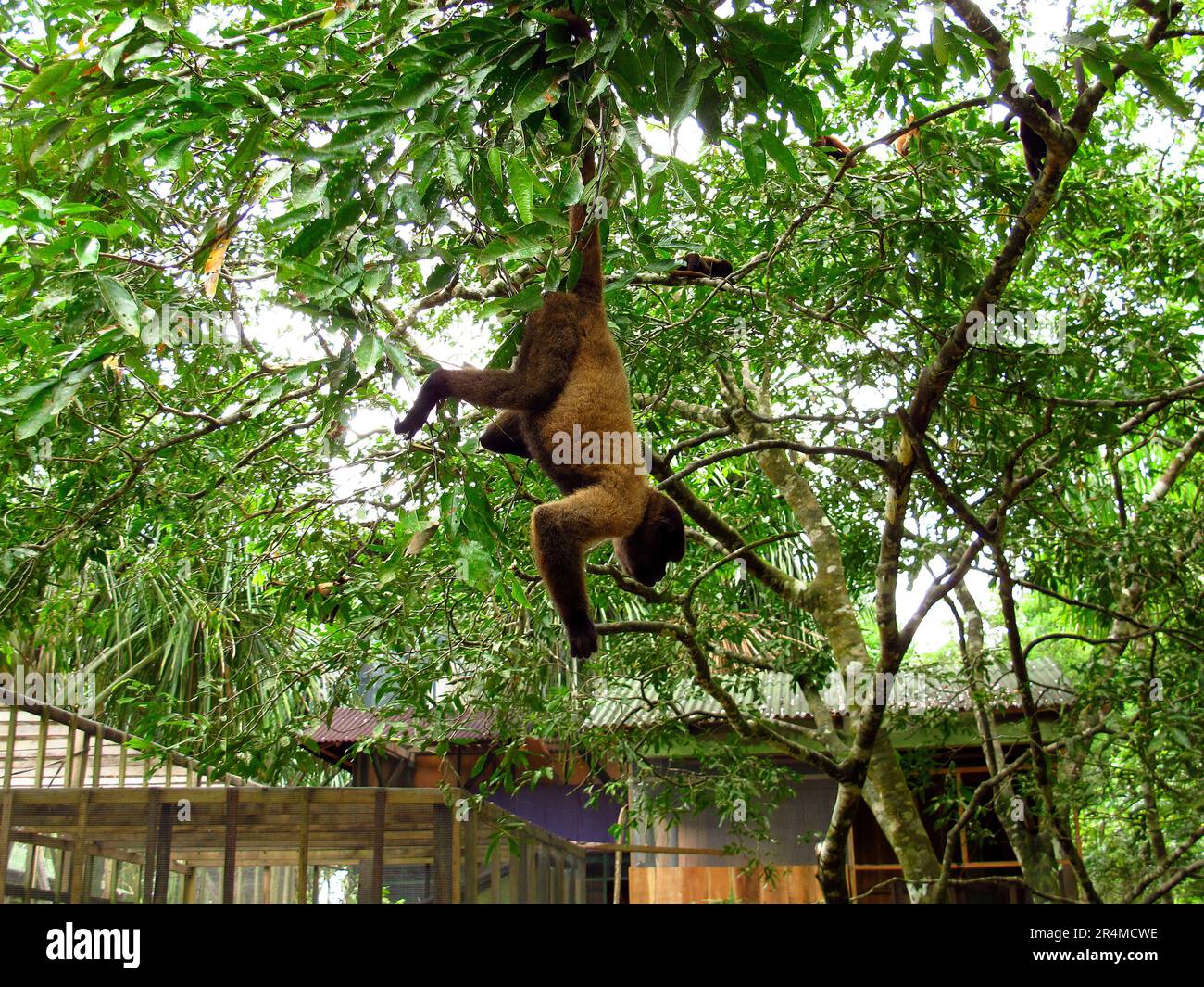 The monkey in Amazon river, Peru Stock Photo - Alamy