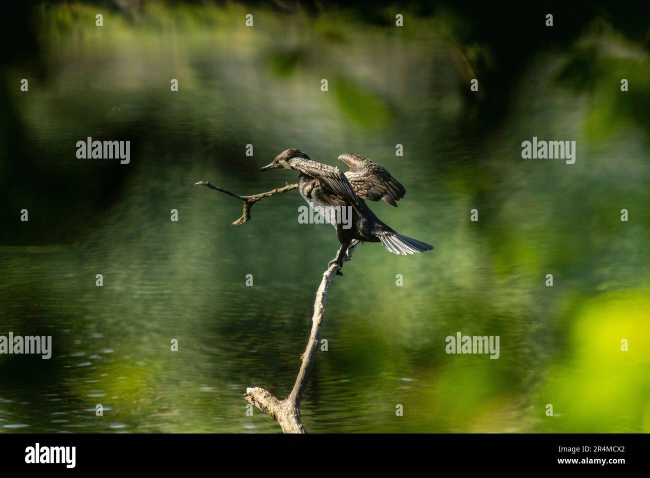The great cormorant (Phalacrocorax carbo), known as the black shag or ...