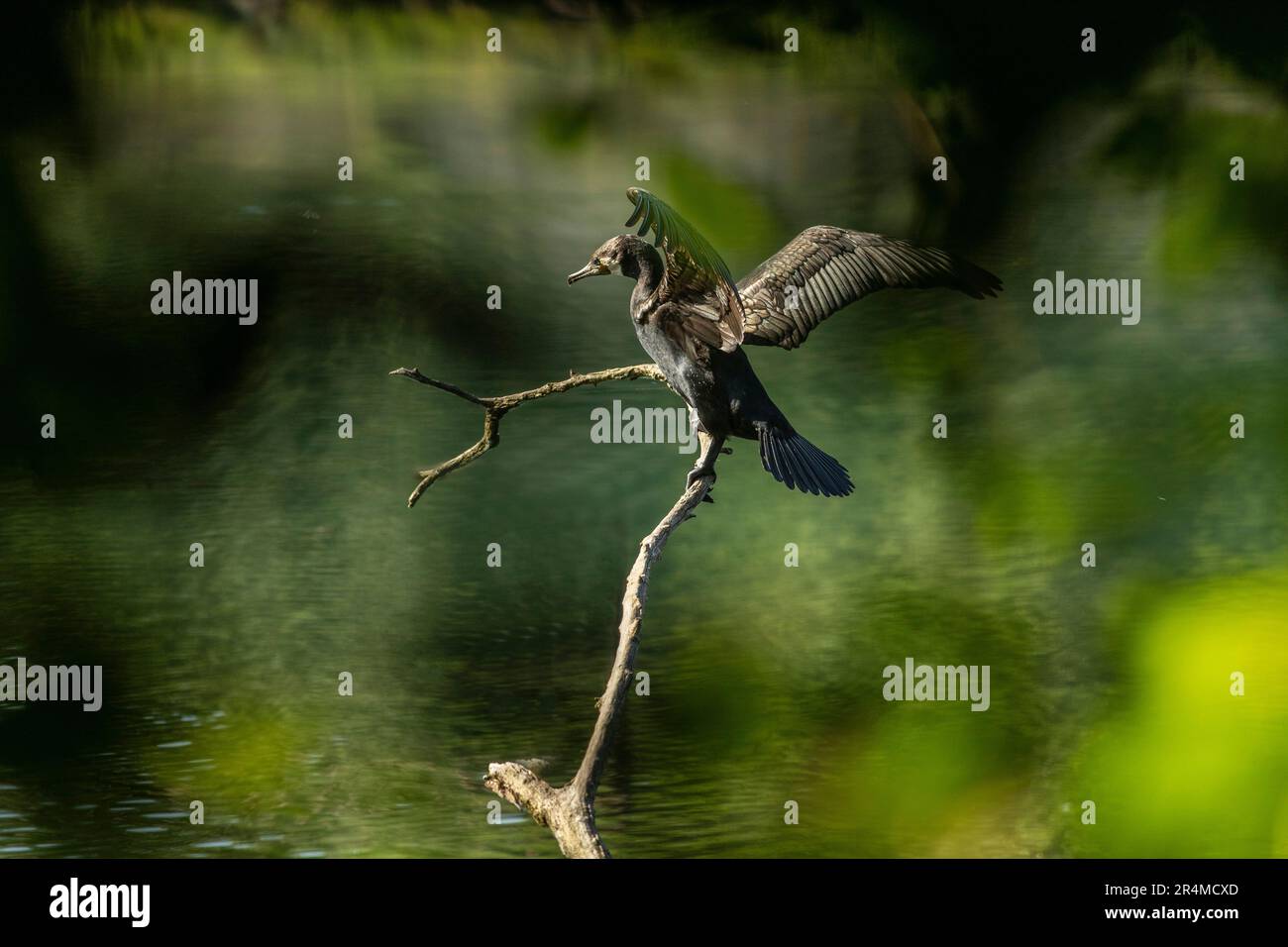 The great cormorant (Phalacrocorax carbo), known as the black shag or ...