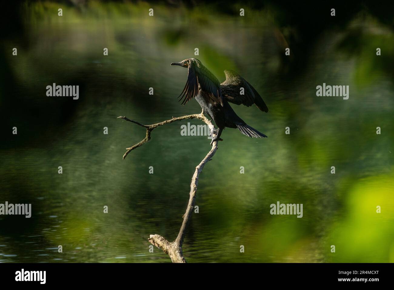 The great cormorant (Phalacrocorax carbo), known as the black shag or ...
