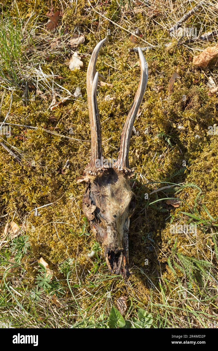 Antler anatomy hi-res stock photography and images - Alamy