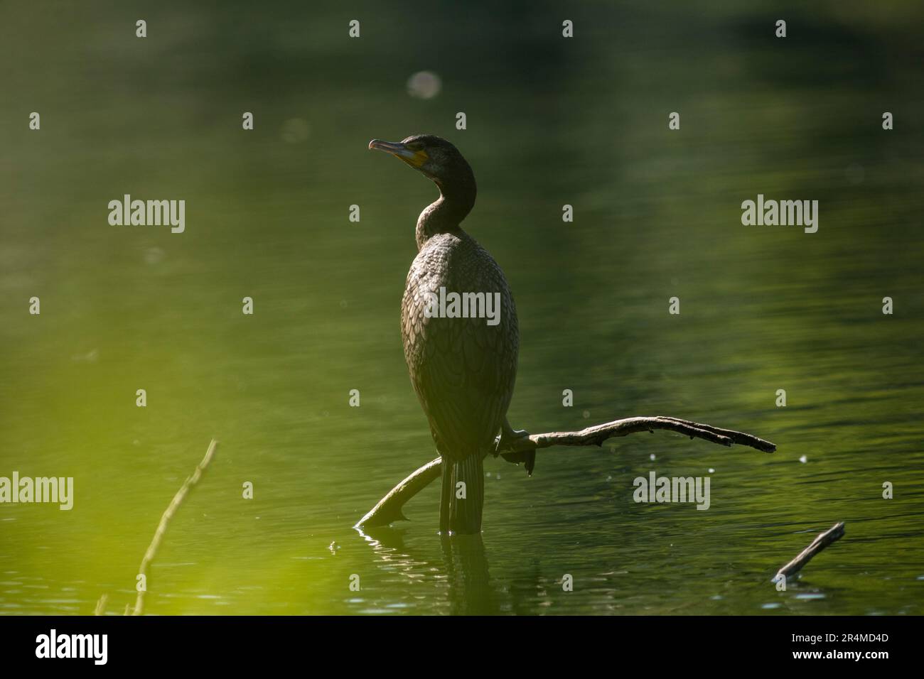 The great cormorant (Phalacrocorax carbo), known as the black shag or ...