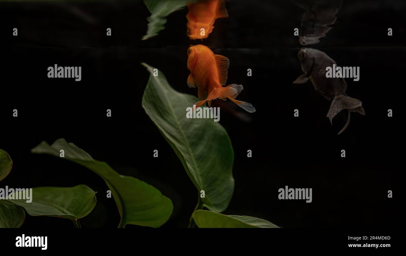 Goldfish in freshwater aquarium hi-res stock photography and images - Alamy