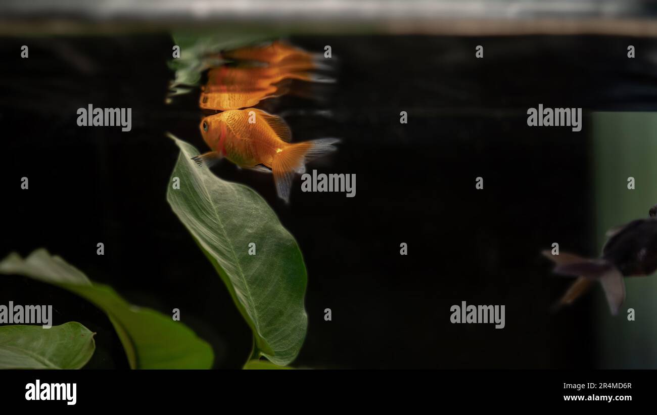 Reflective symmetry hi-res stock photography and images - Alamy