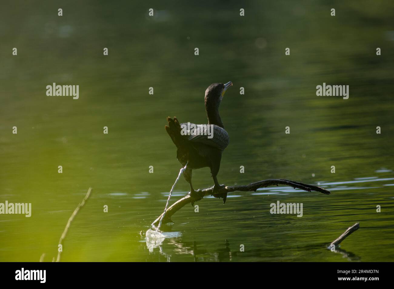 The great cormorant (Phalacrocorax carbo), known as the black shag or ...