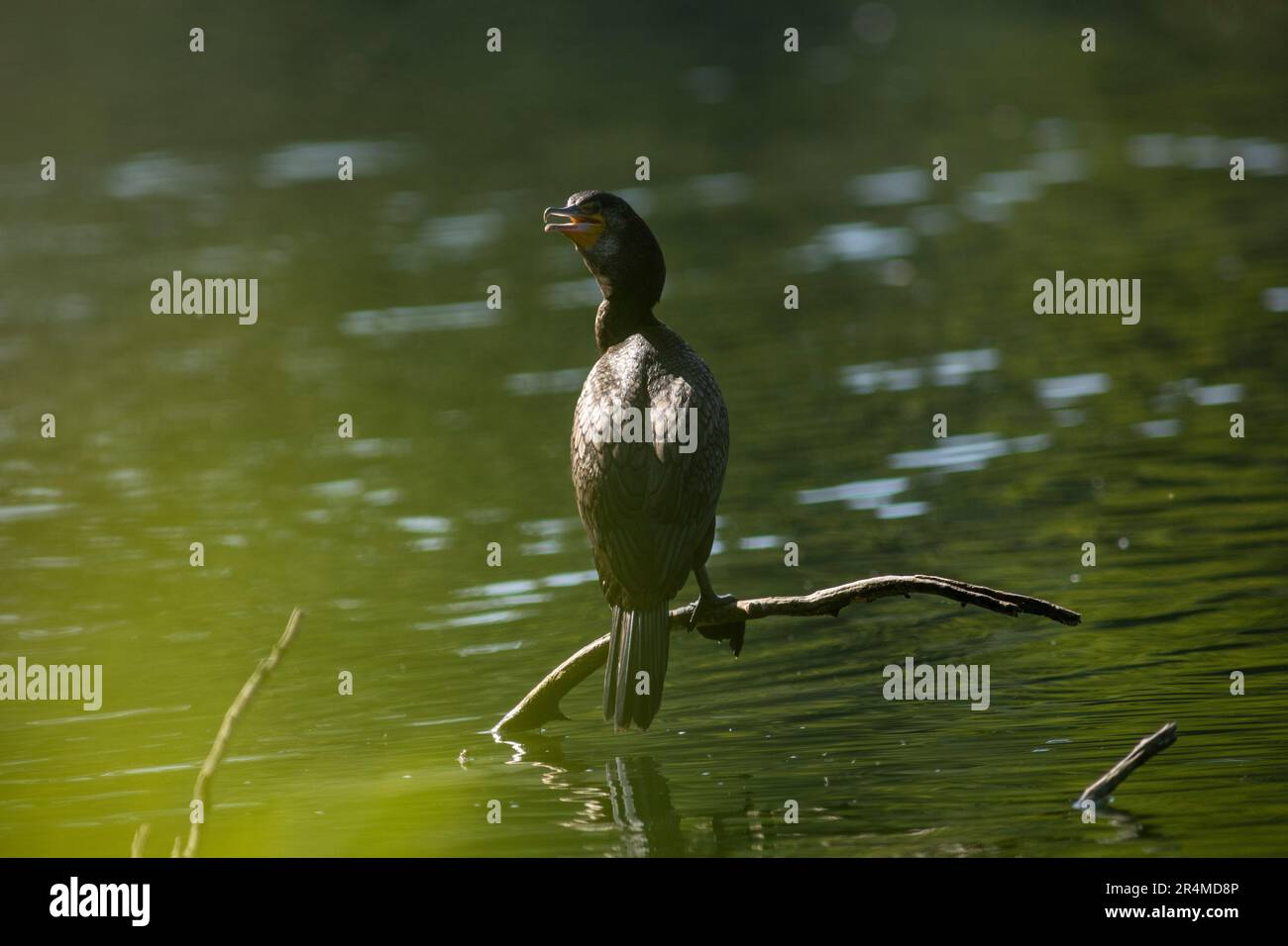The great cormorant (Phalacrocorax carbo), known as the black shag or ...