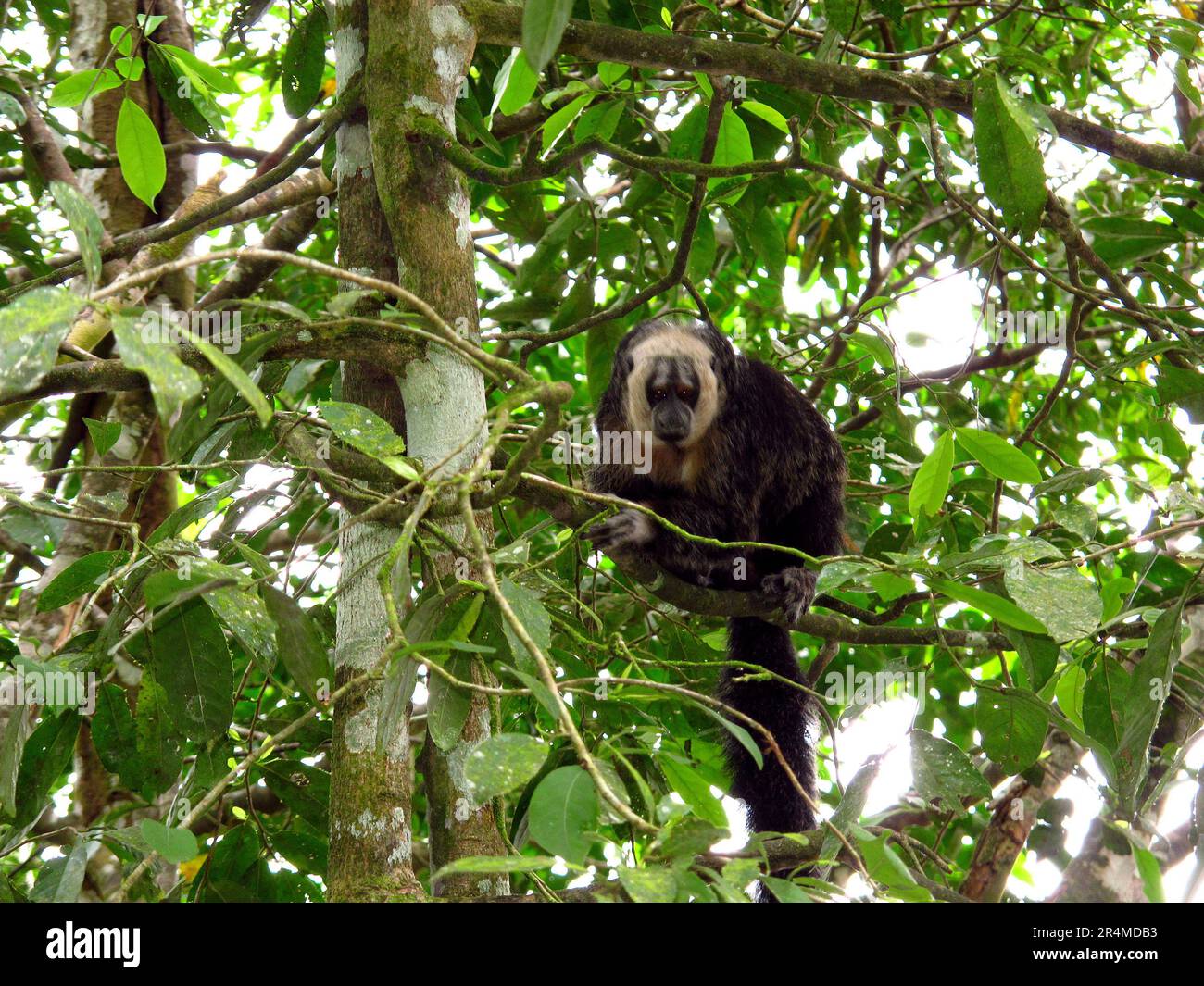 Colombia monkey island hi-res stock photography and images - Alamy