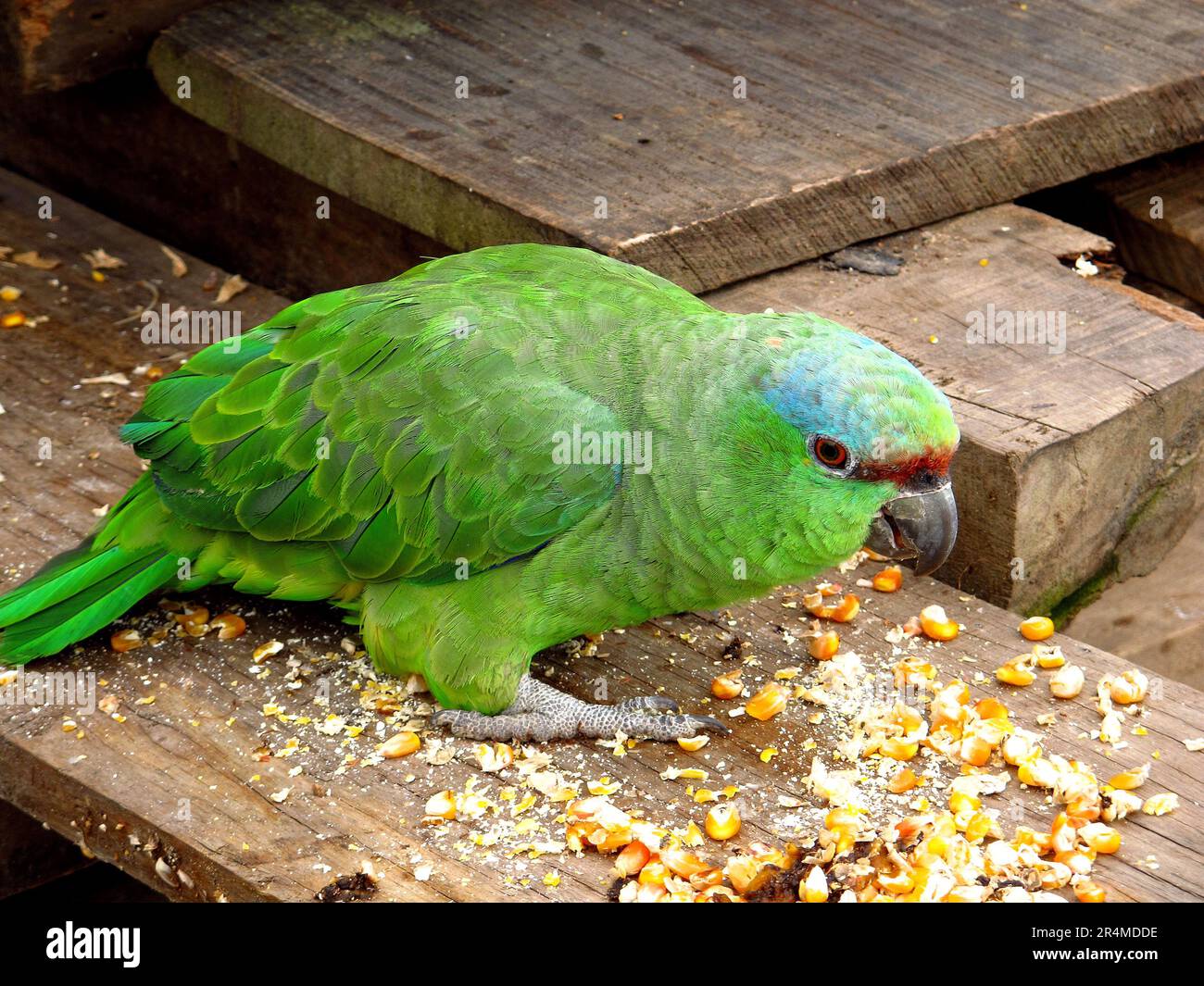Amazonas peru water bird hi-res stock photography and images - Alamy