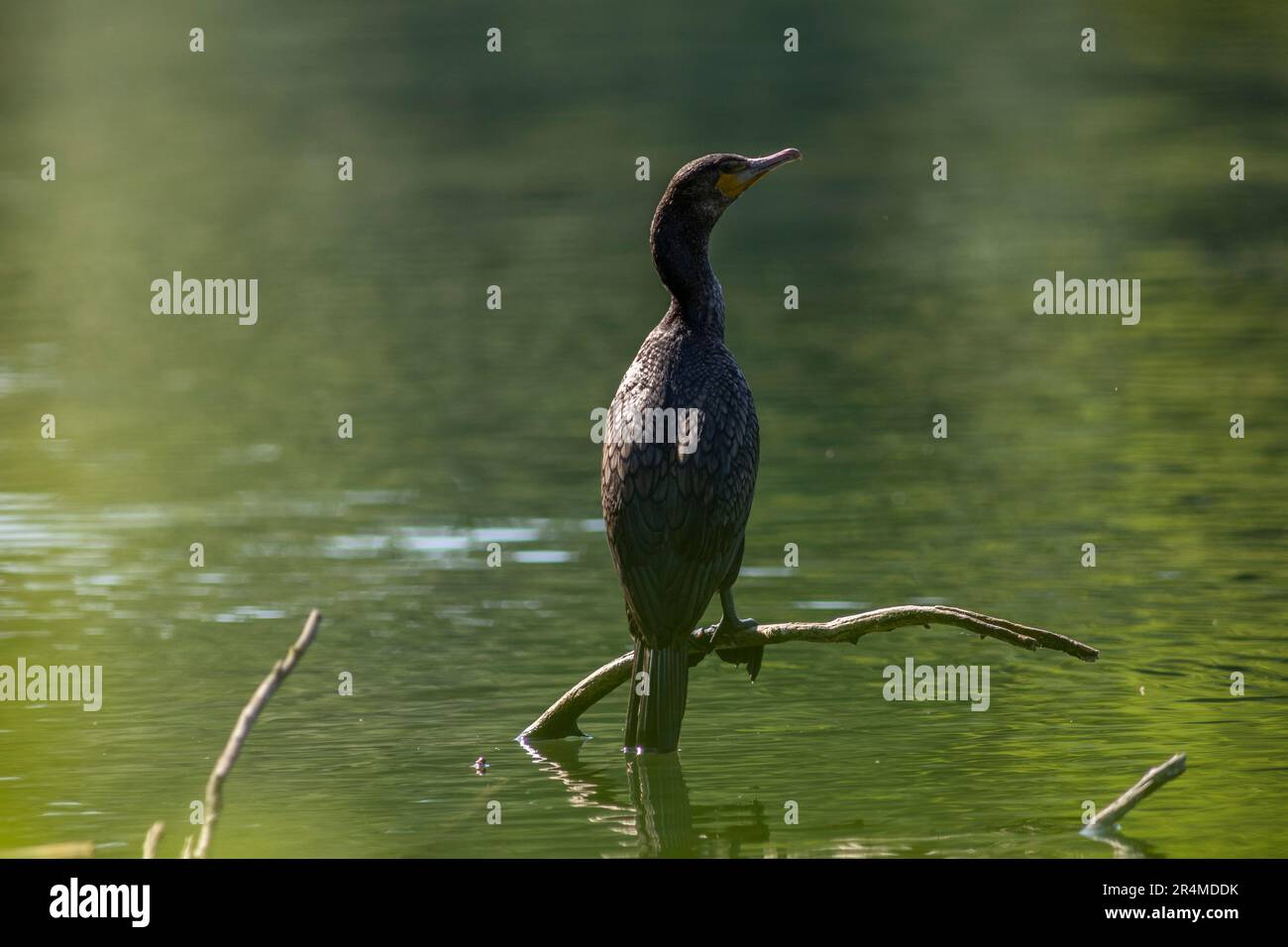The great cormorant (Phalacrocorax carbo), known as the black shag or ...