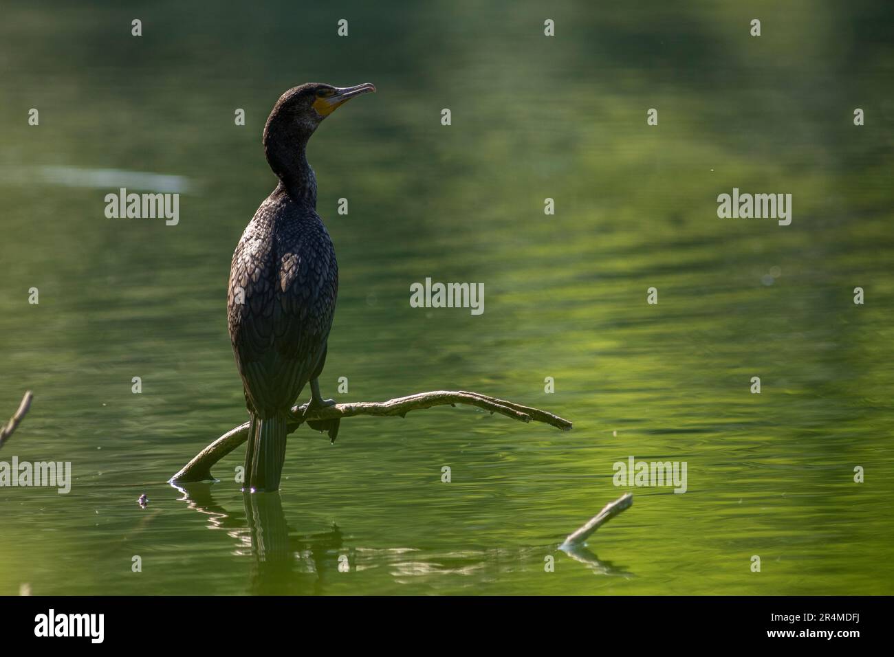 The great cormorant (Phalacrocorax carbo), known as the black shag or ...
