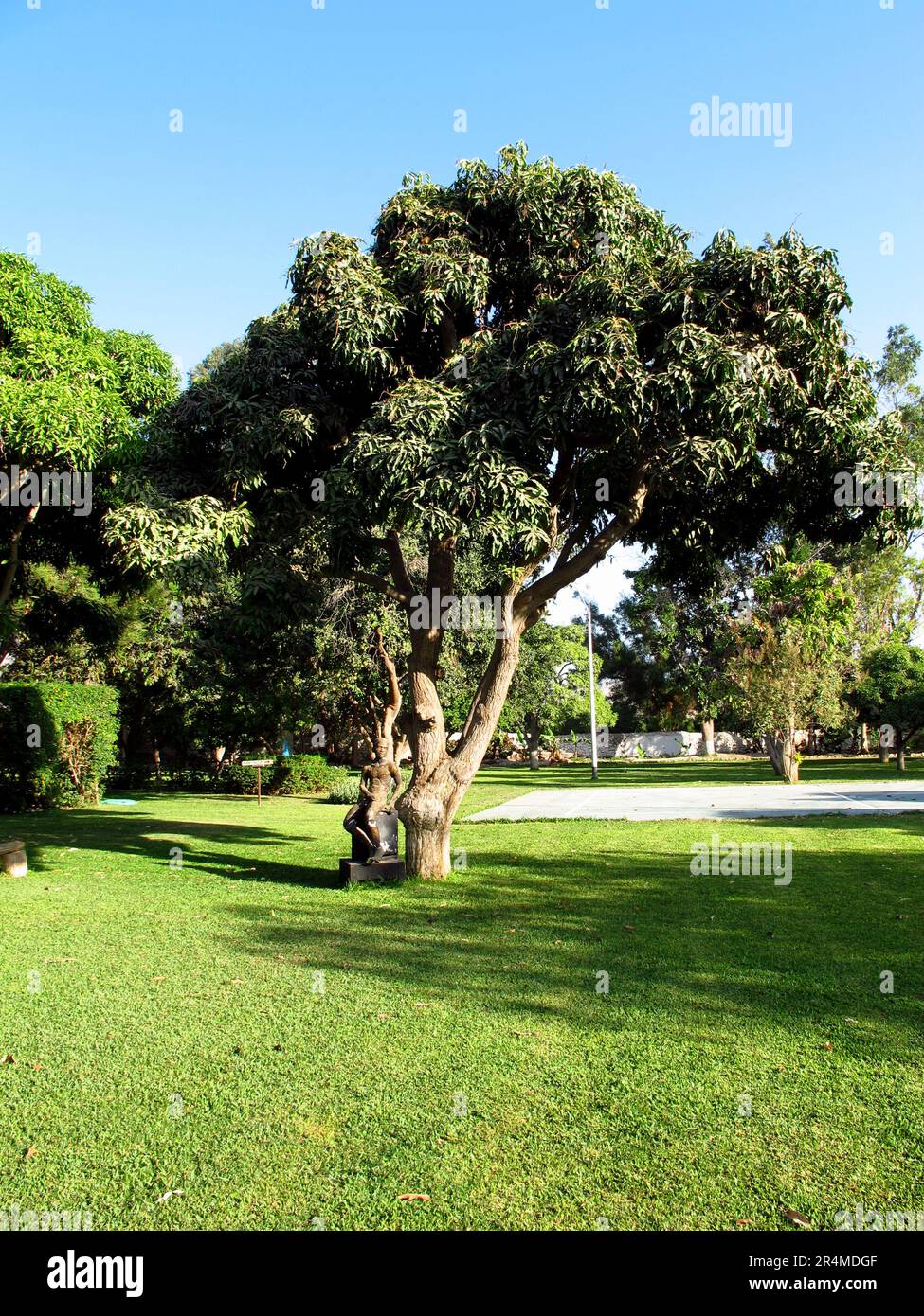 Tree in Nazca city in Peru Stock Photo - Alamy