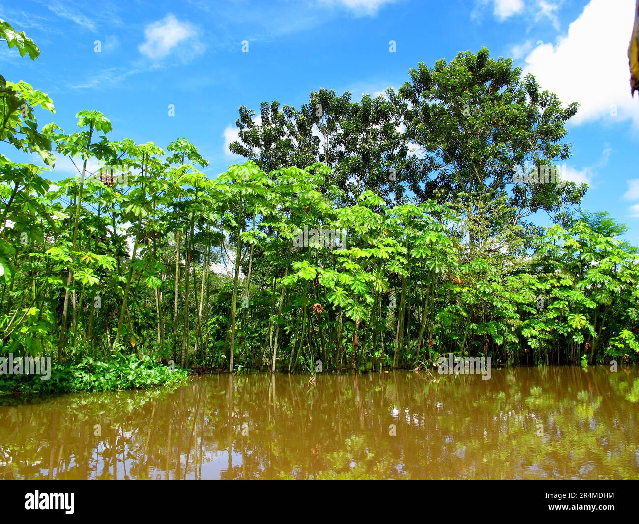The Amazon river in Peru, South America Stock Photo - Alamy