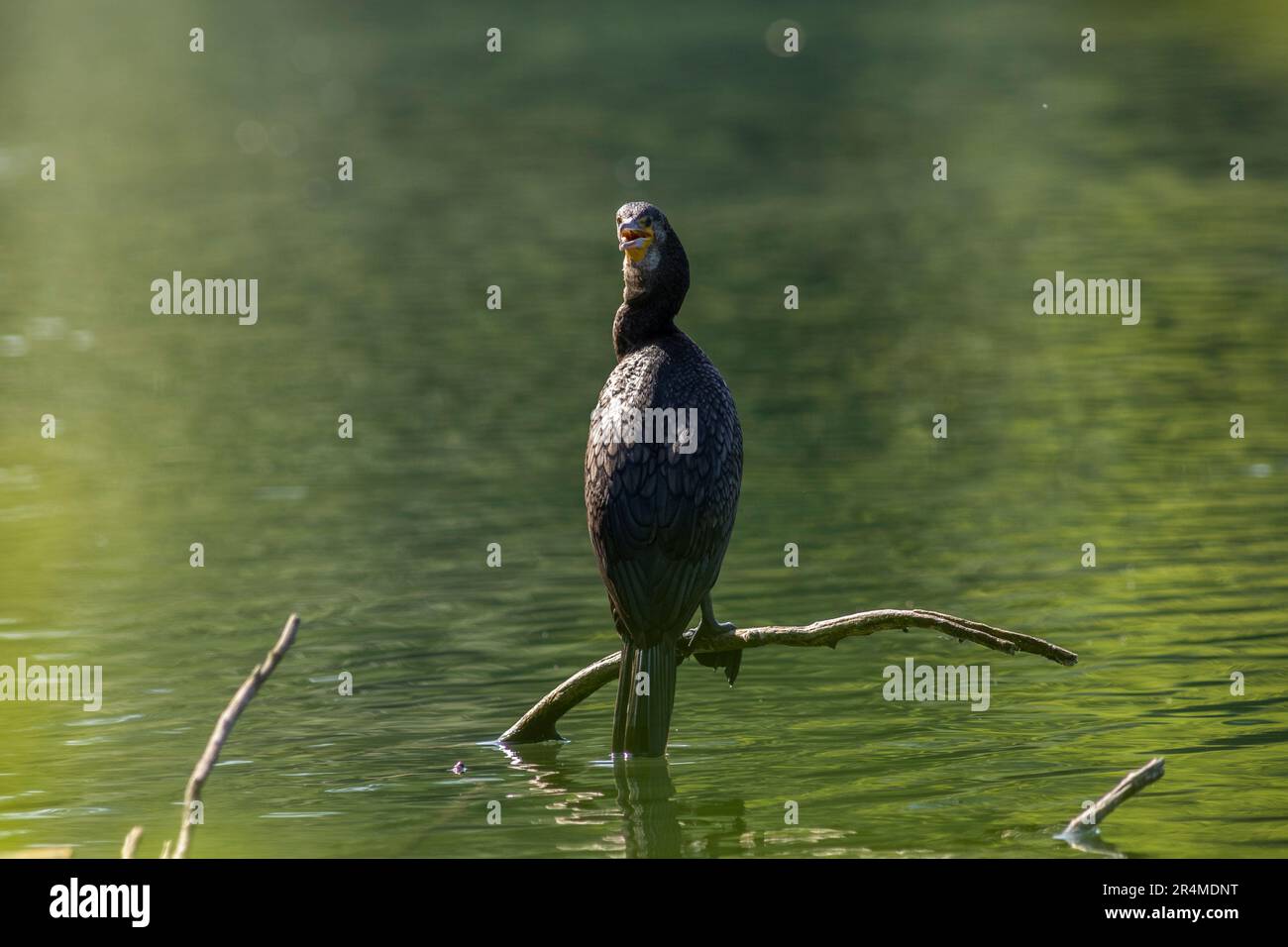 The great cormorant (Phalacrocorax carbo), known as the black shag or ...