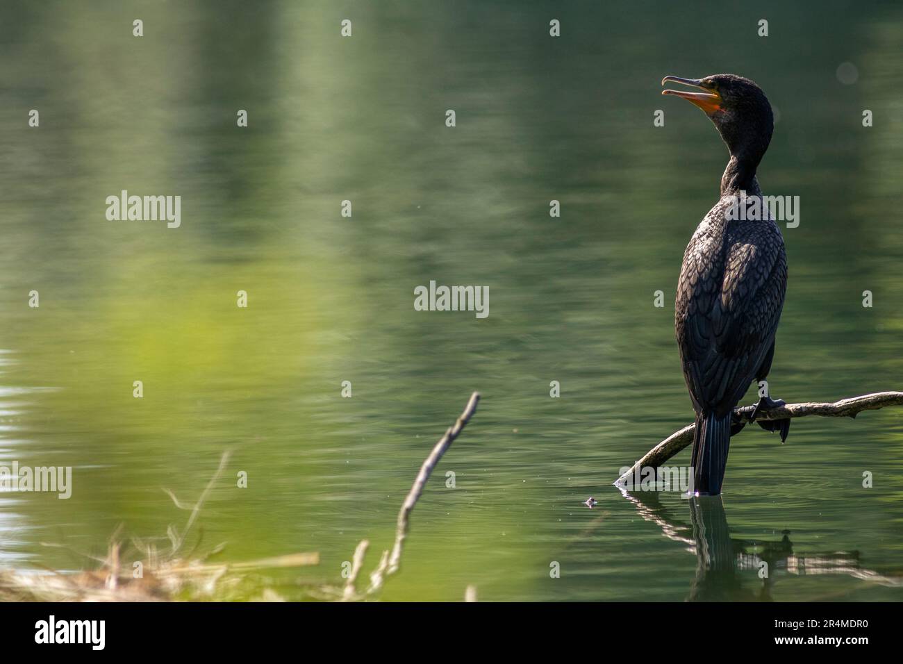 The great cormorant (Phalacrocorax carbo), known as the black shag or ...