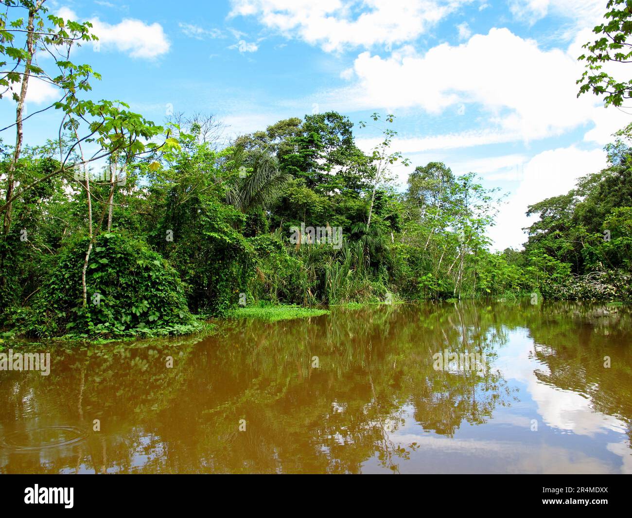 The Amazon river in Peru, South America Stock Photo - Alamy